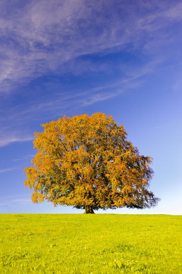 Einzelner Großer Buchenbaum Stockbild - Bild von blau, szene: 37290509