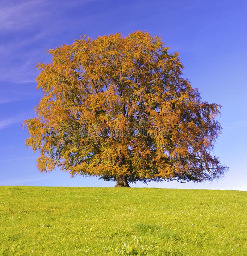 Einzelner Großer Alter Buchenbaum Stockfoto - Bild von landschaft ...