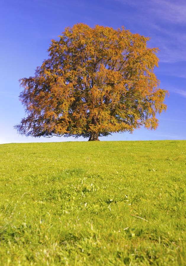 Einzelner Großer Alter Buchenbaum Stockfoto - Bild von landschaft ...