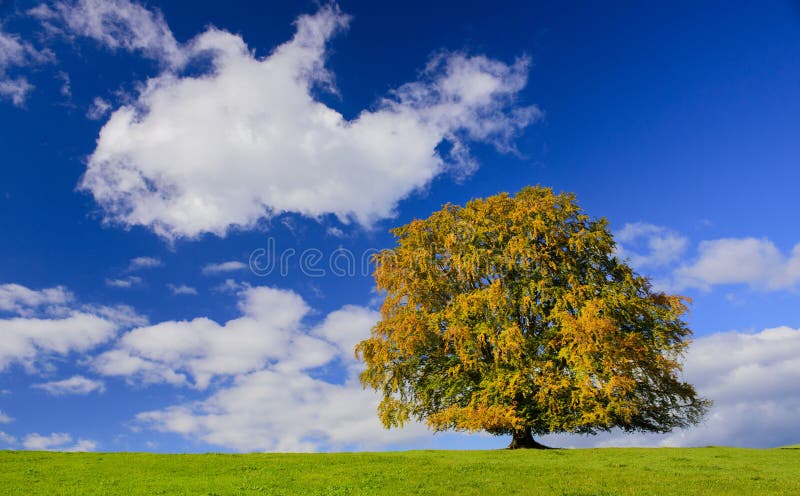 Einzelner Großer Buchenbaum Stockbild - Bild von land, betrieb: 61015155
