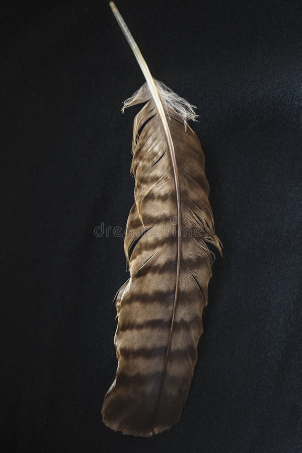 Falke-Feder stockbild. Bild von falke, feder, farbe, unten - 1527819