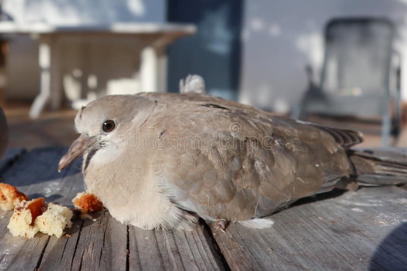 Taube Mit Brot-Krumen Auf Schnabel Stockbild - Bild von horizontal ...