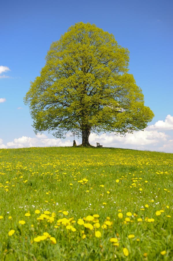 Einzelner Lindenbaum stockbild. Bild von betrieb, linden - 40673431