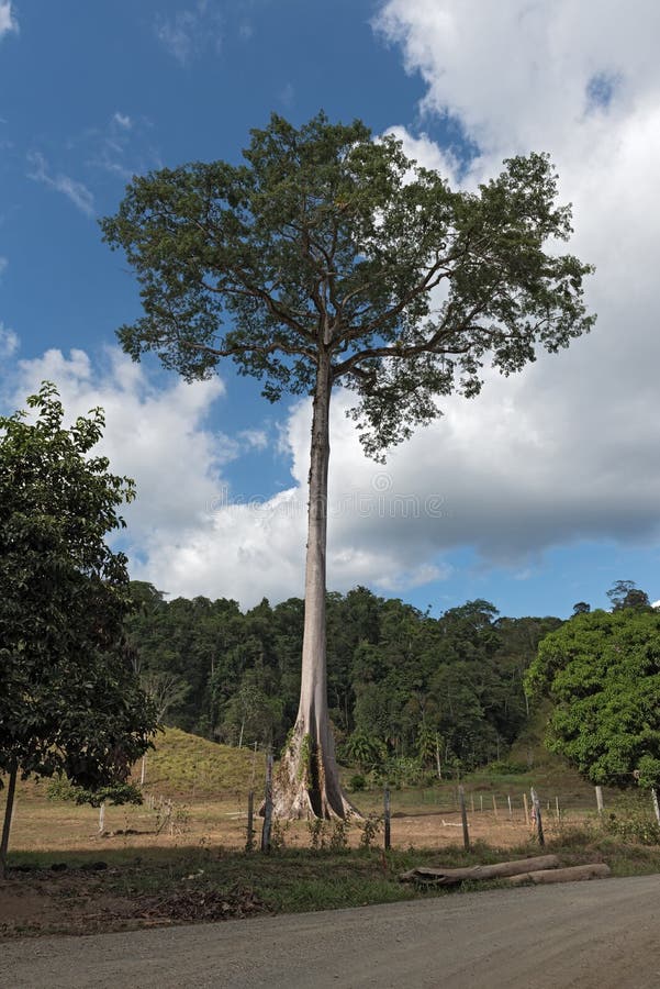 Ein Einzelner Stehender Baum Mit Einem Schwarzen Vogel Stockbild - Bild ...