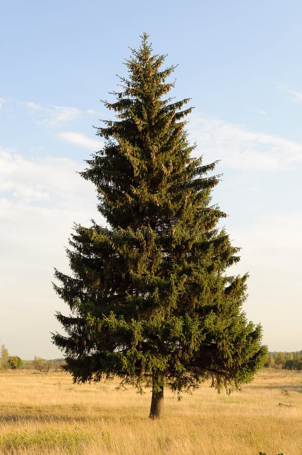 Einzelner Tannenbaum Auf Der Wiese Stockbild - Bild von schön, grün ...