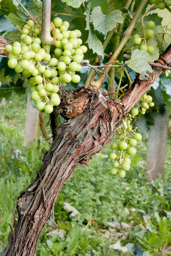 Einzelner Weinstock stockbild. Bild von weinberg, wein - 5992043