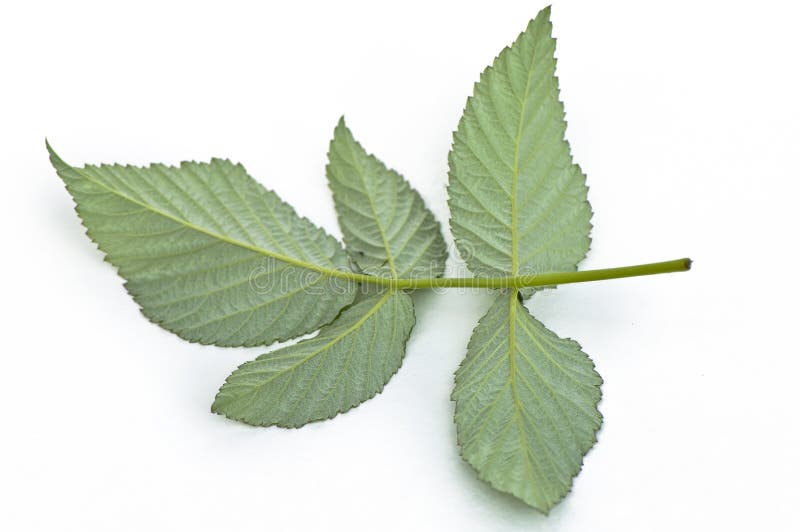 Himbeere mit Blatt stockbild. Bild von studio, organisch - 34567805