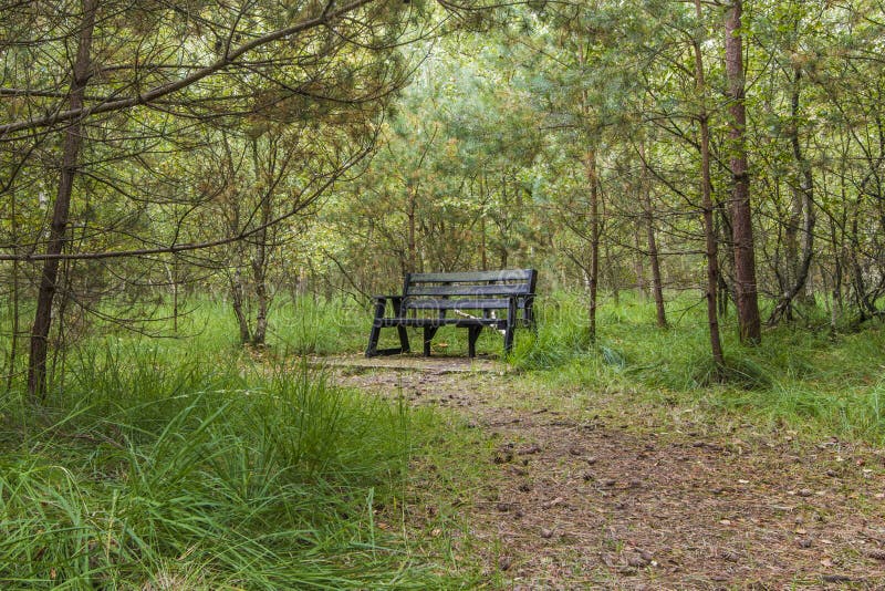 Einsame Bank im Wald stockfoto. Bild von bäume, pfad - 19391852