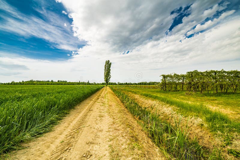 Einziger Baum im Wind stockbild. Bild von einsam, grün - 70303035