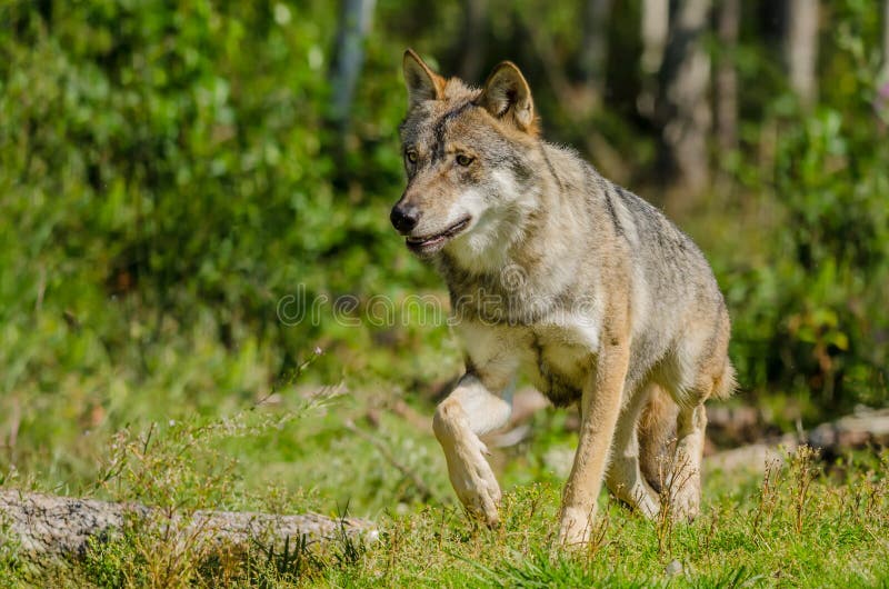 Einziger Grauer Wolf (Canis Lupus) Stockfoto - Bild von verärgert ...