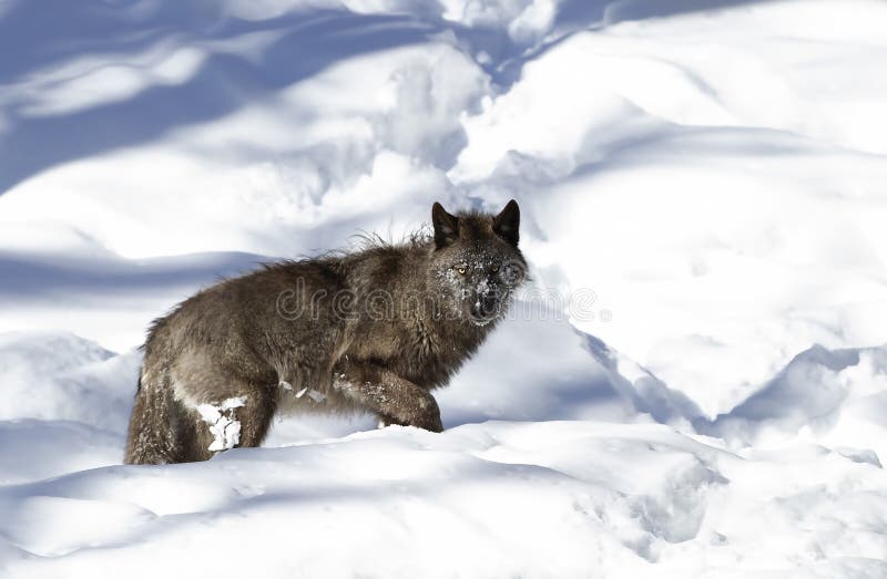 Einziger Schwarzer Wolf, Der Im Winter in Kanada Geht Stockfoto - Bild von raub, gold: 185779770