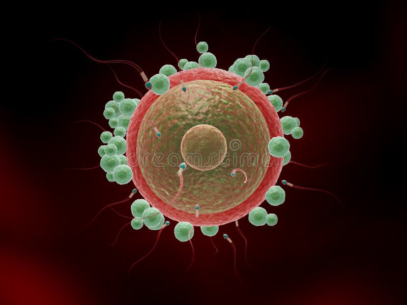 Eizelle und -samenzellen stock abbildung. Illustration von gesundheit ...