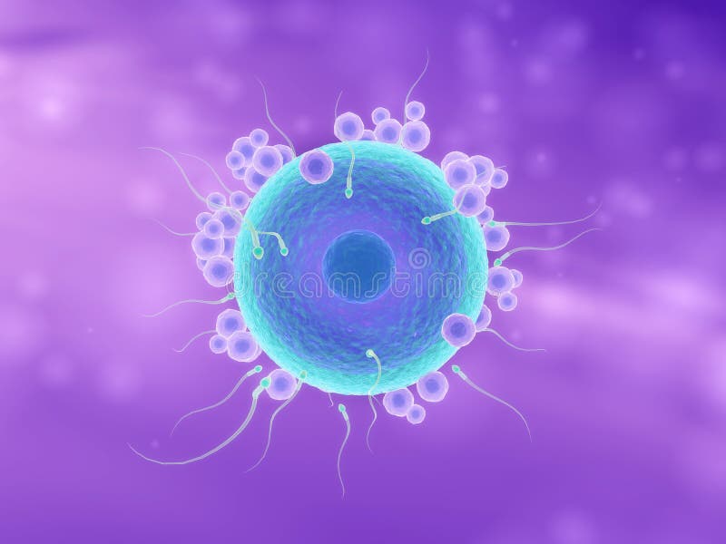Samenzellen Um Eine Eizelle Stock Abbildung - Illustration von gene ...