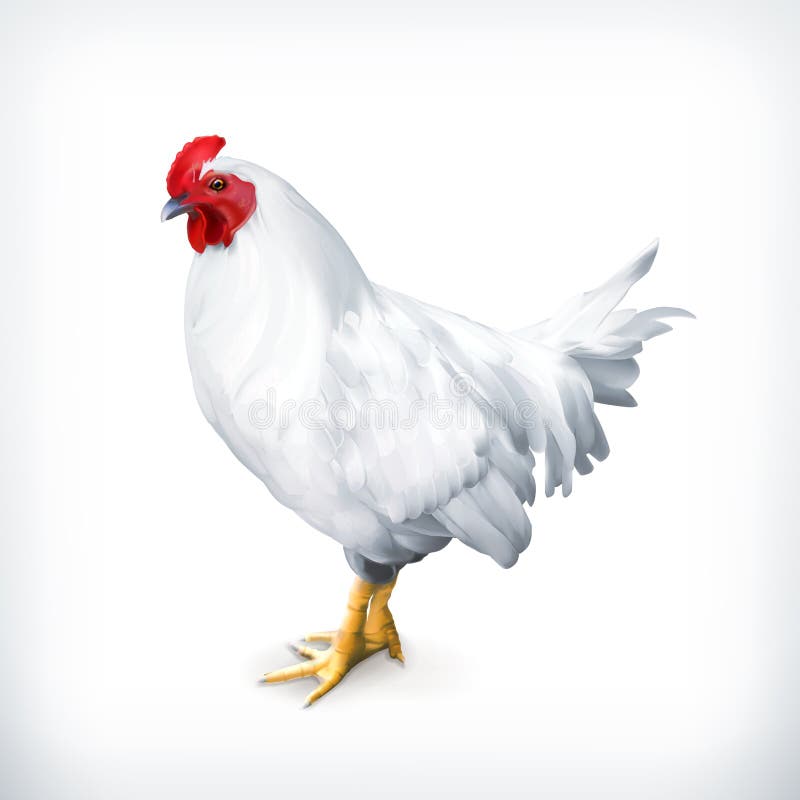 Ejemplo blanco del pollo ilustración del vector. Ilustración de icono ...