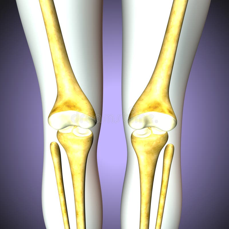 Ejemplo 3D De La Tibia - Pieza Del Esqueleto Humano Stock de ...
