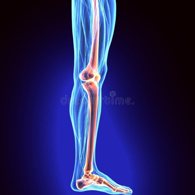 Ejemplo 3D De La Tibia - Pieza Del Esqueleto Humano Stock de ...