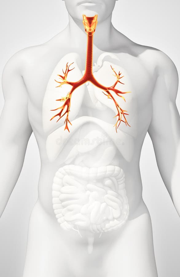 Ejemplo 3D De Los Bronquios De La Tráquea De La Laringe Stock de ...