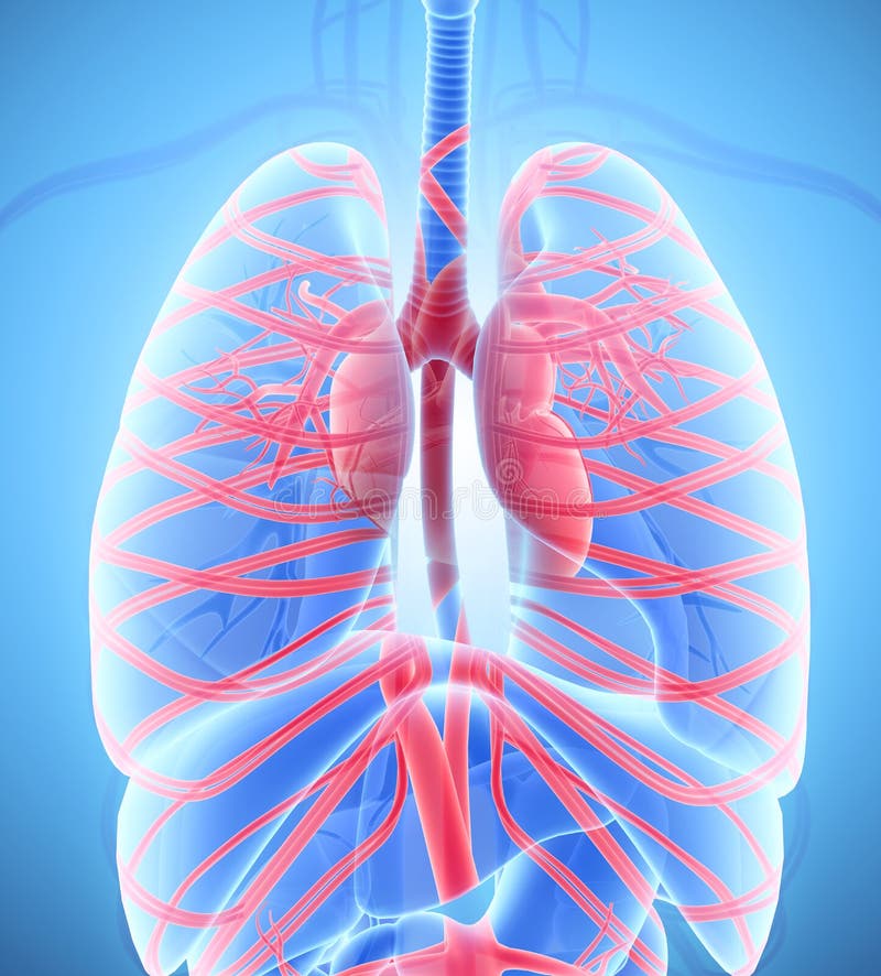 Ejemplo 3D Del Sistema Interno Humano - Sistema Circulatorio Stock de ...