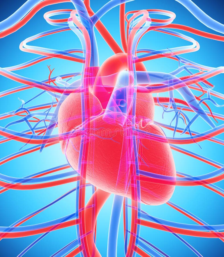 Ejemplo 3D Del Sistema Interno Humano - Sistema Circulatorio Stock de ...