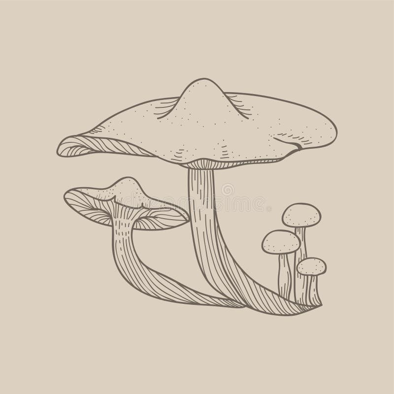 Ejemplo De La Seta Del Dibujo Aislado Stock de ilustración ...