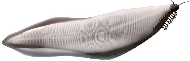 Ejemplo de Pikaia 3D stock de ilustración. Ilustración de extinto ...