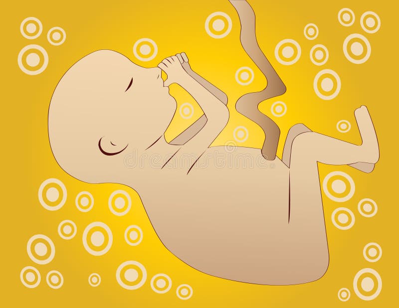 Ejemplo de un feto ilustración del vector. Ilustración de embarazado ...