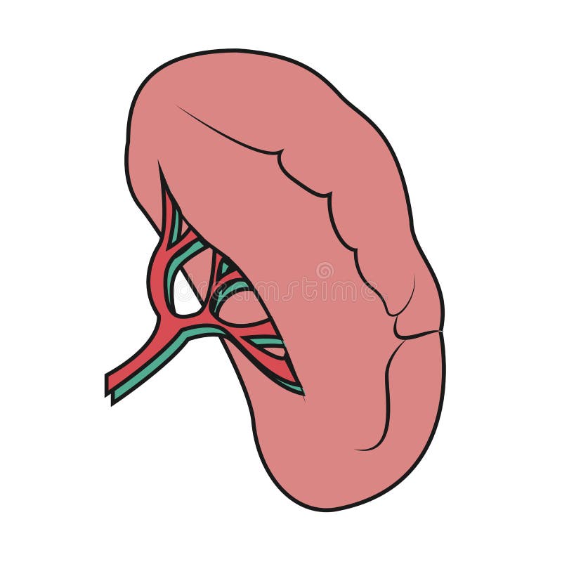 Ejemplo Del Bazo Dibujo Del Bazo Stock de ilustración - Ilustración de ...