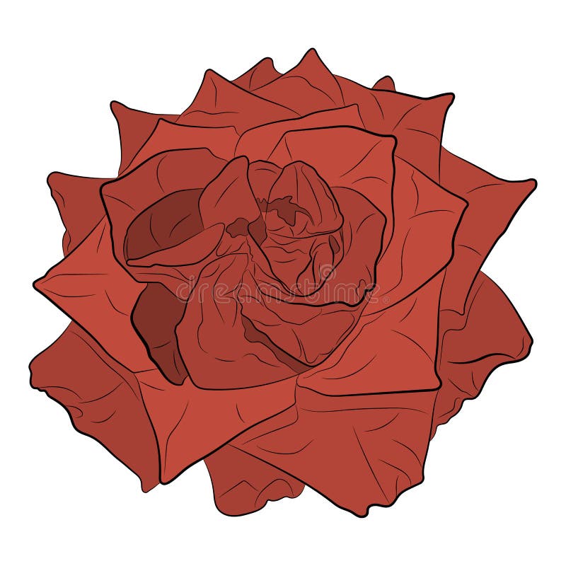 Ejemplo Del Dibujo Del Vector De La Rosa Del Rosa Stock de ilustración ...