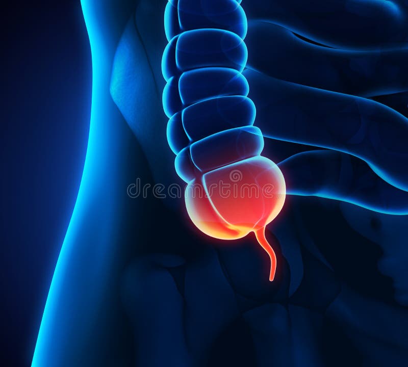 Apéndice stock de ilustración. Ilustración de médico, ciencia - 2835866