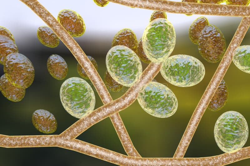 Ejemplo Del Trichophyton De Los Hongos Stock de ilustración ...