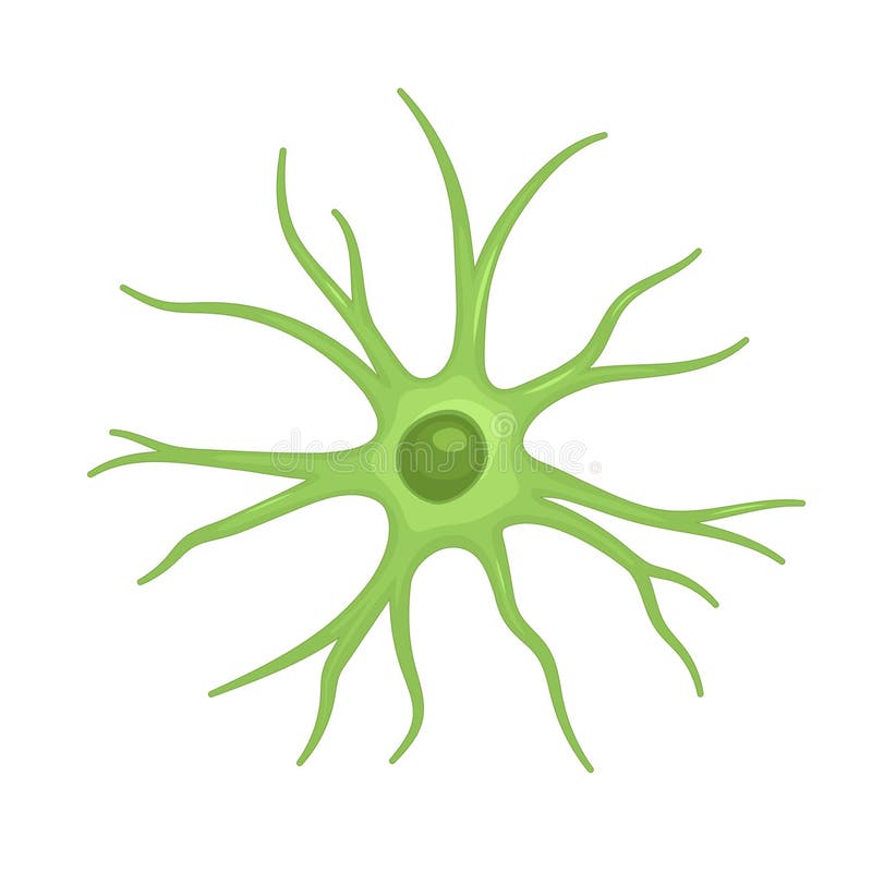 Ejemplo Del Vector Del Astrocyte C?lula Del Neuroglia Ilustración del ...