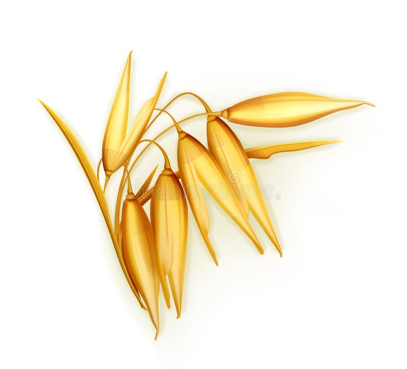 Avena Ilustraciones Stock, Vectores, Y Clipart – (14,624 Ilustraciones ...