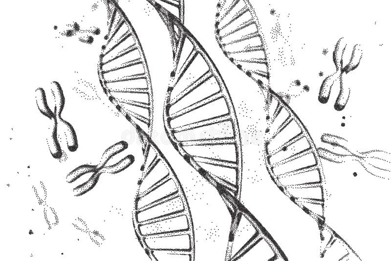 Ejemplo Del Vector De La DNA Del Genoma Estructura EPS 10 De La DNA ... Ejemplo Del Vector De La DNA Del Genoma Estructura EPS 10 De La DNA ...