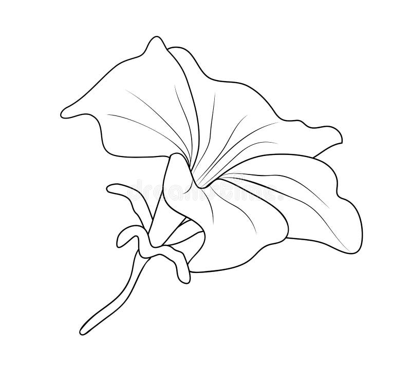 Ejemplo Del Vector De La Flor Del Mirabilis Ilustración del Vector ...