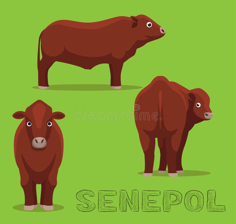 Ejemplo Del Vector De La Historieta De Senepol De La Vaca Ilustración ...
