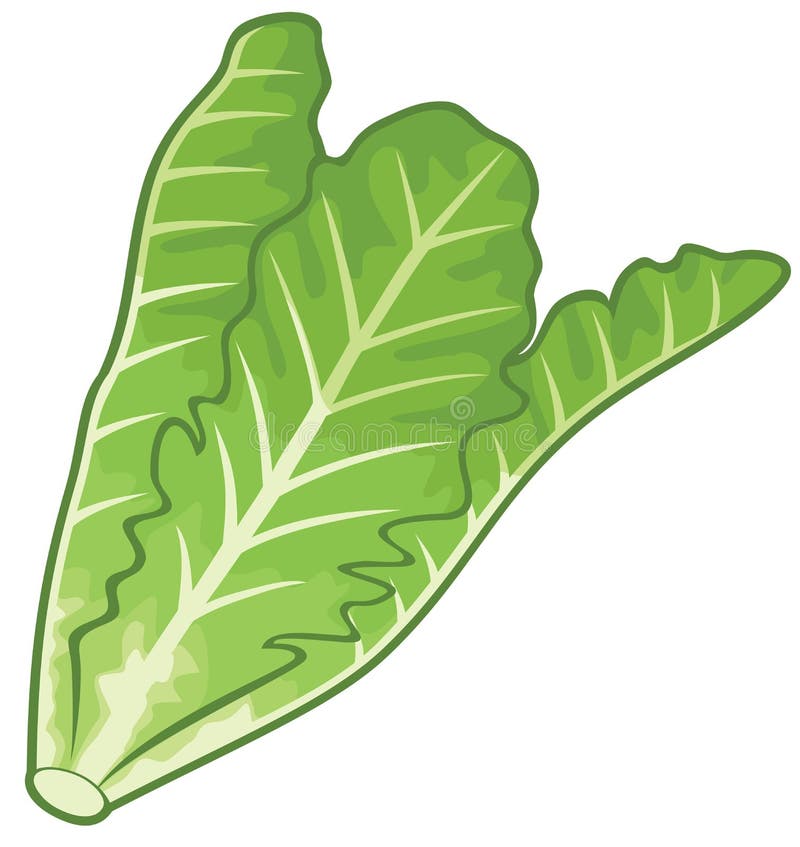 Ejemplo Del Vector De La Lechuga Ilustración del Vector - Ilustración ...