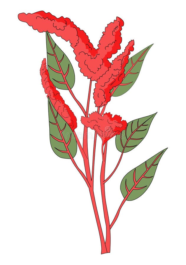 Ejemplo Del Vector De La Planta Del Amaranto Vector Del Amaranto Rojo ...