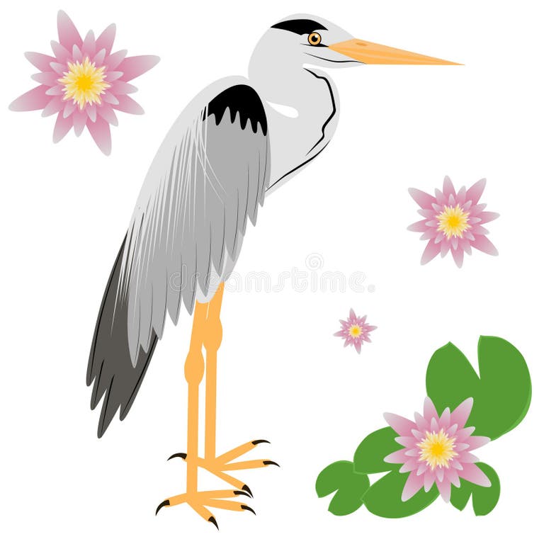 Ejemplo Del Vector De Una Garza Ilustración del Vector - Ilustración de ...