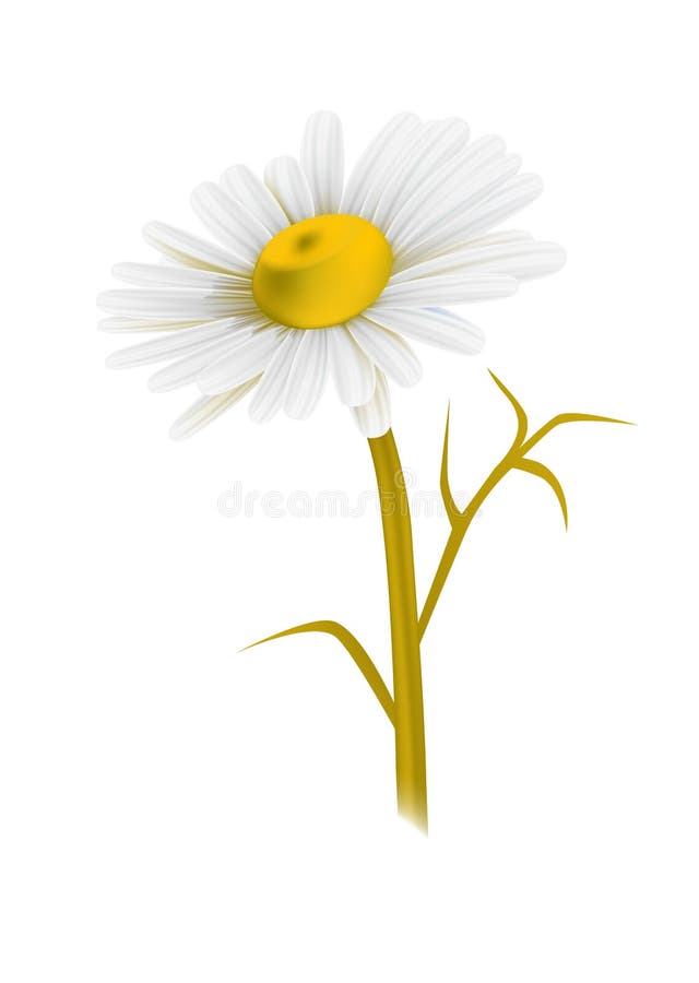 Manzanilla ilustración del vector. Ilustración de camomila - 30115332