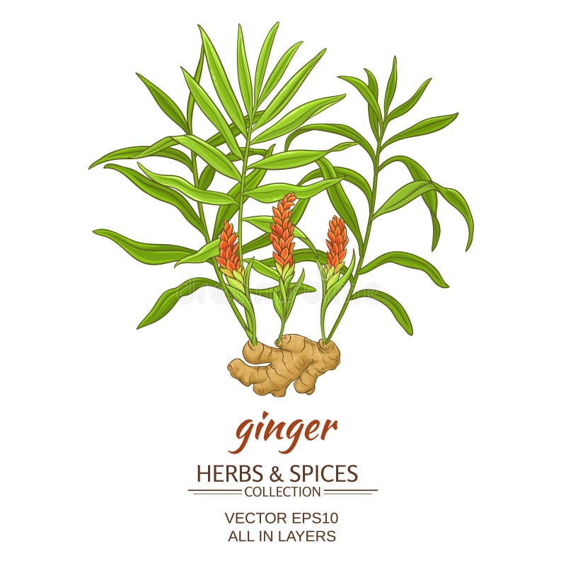 Ejemplo Del Vector Del Jengibre Ilustración del Vector - Ilustración de ...