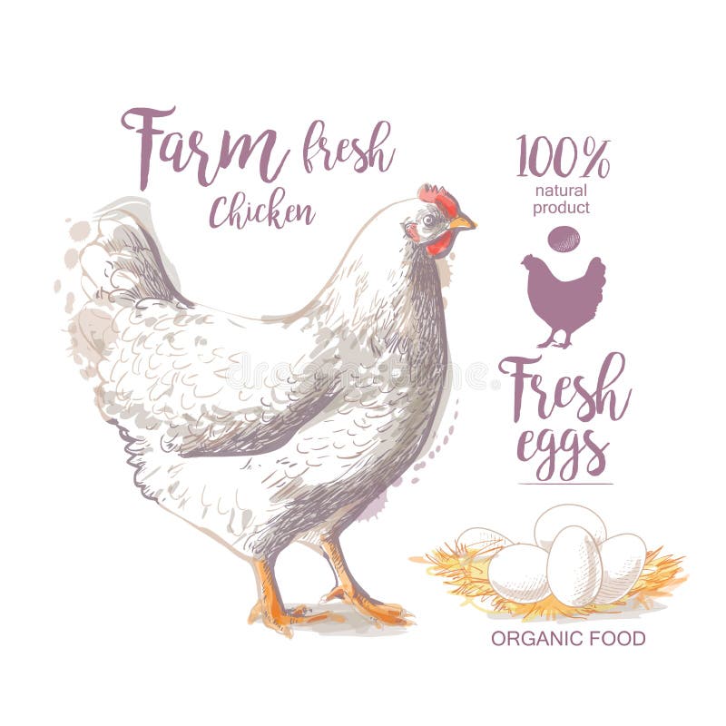 Ejemplo Del Vector Del Pollo Ilustración del Vector - Ilustración de ...