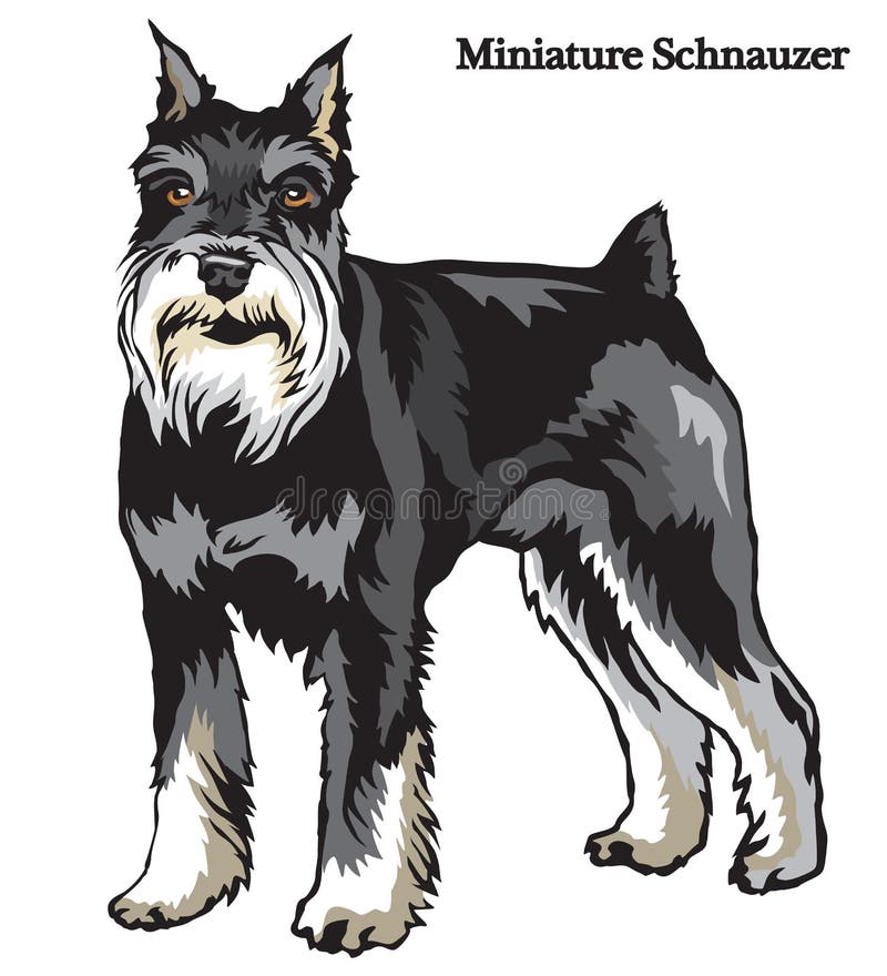 Ejemplo Del Vector Del Schnauzer Miniatura Ilustración del Vector ...