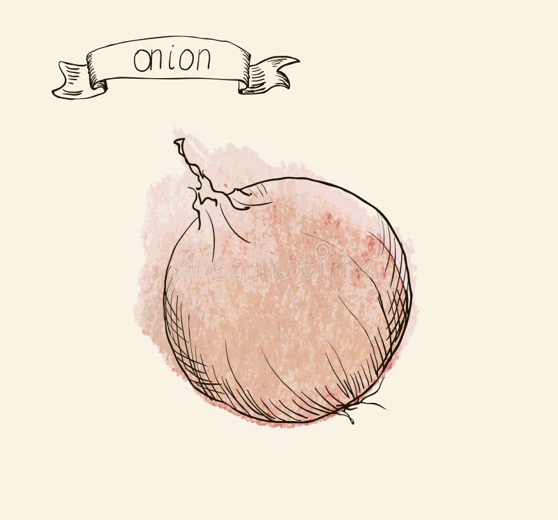 Ejemplo Dibujado Mano De La Cebolla Ilustración del Vector ...