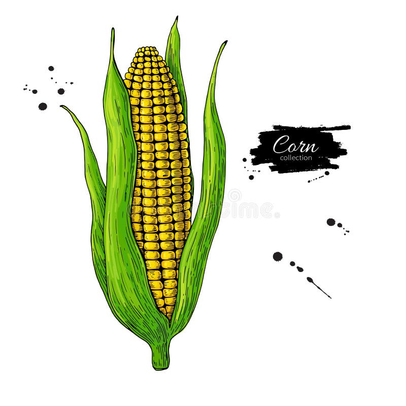 Ejemplo Dibujado Mano Del Vector De La Mazorca De Maíz Objeto Grabado ...