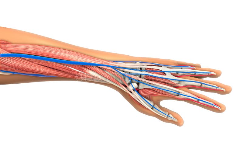 Ejemplo Humano De La Anatomía De La Mano Stock de ilustración ...
