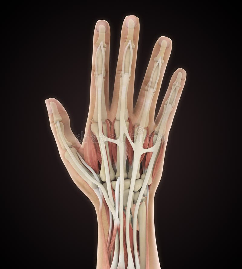 Ejemplo Humano De La Anatomía De La Mano Stock de ilustración ...