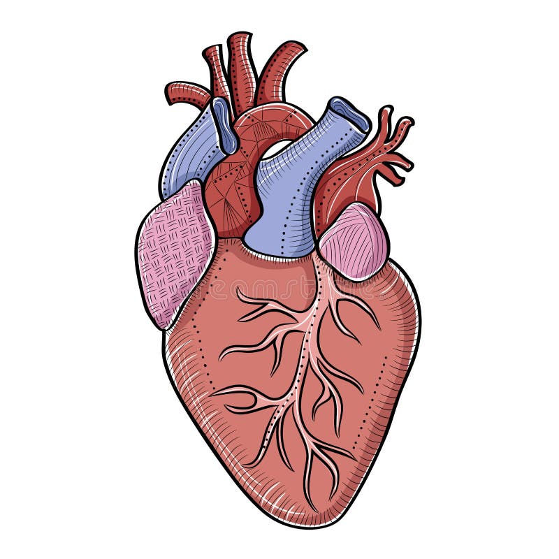 Anatomía Del Corazón Humano Ilustración del Vector - Ilustración de ...