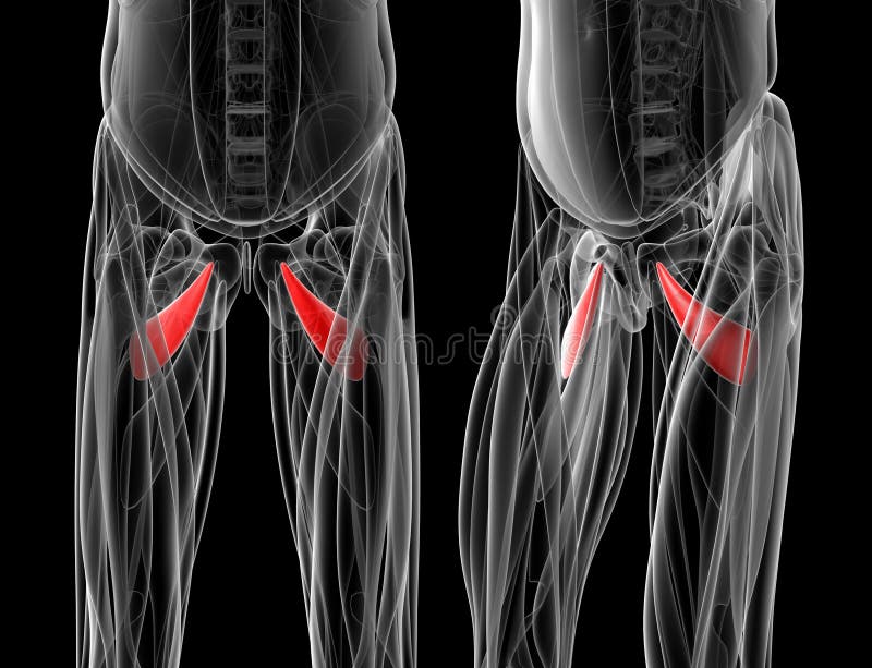 Músculo Breve Y Aductor Aductor De Longus - La Anatomía Muscles La ISO ...