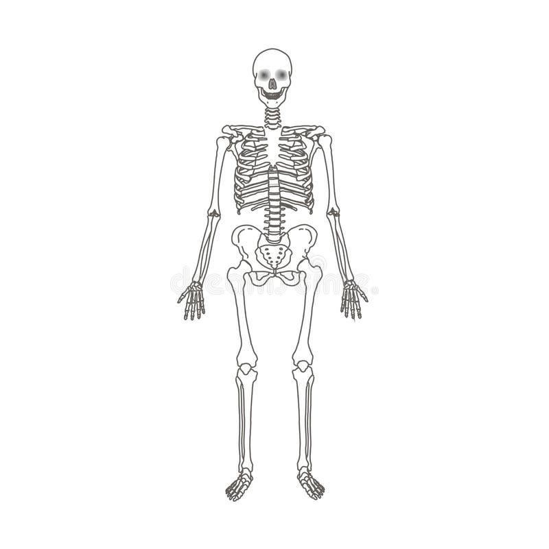 Torso Del Esqueleto Humano, Aislado Stock de ilustración - Ilustración ...