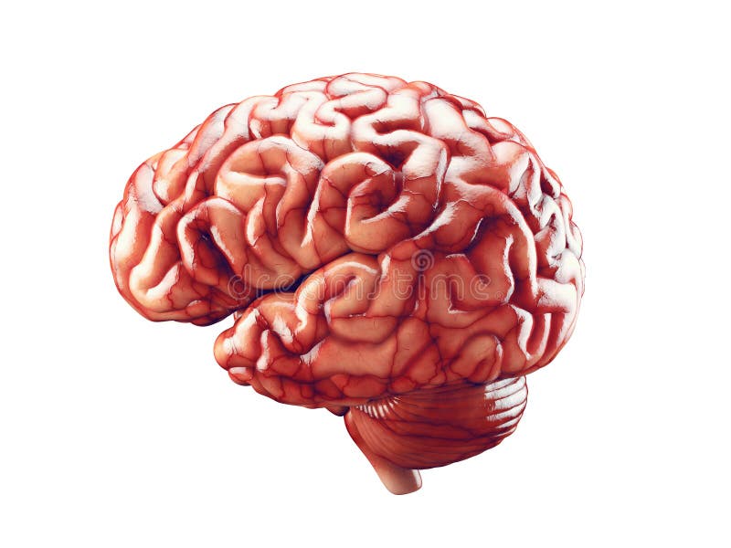 Ejemplo Realista Del Cerebro Stock de ilustración - Ilustración de ...